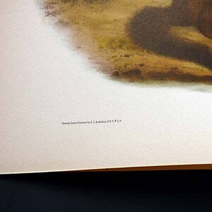 Male & Female MINK Putorius Vison 1940 John James Audubon - Etsy