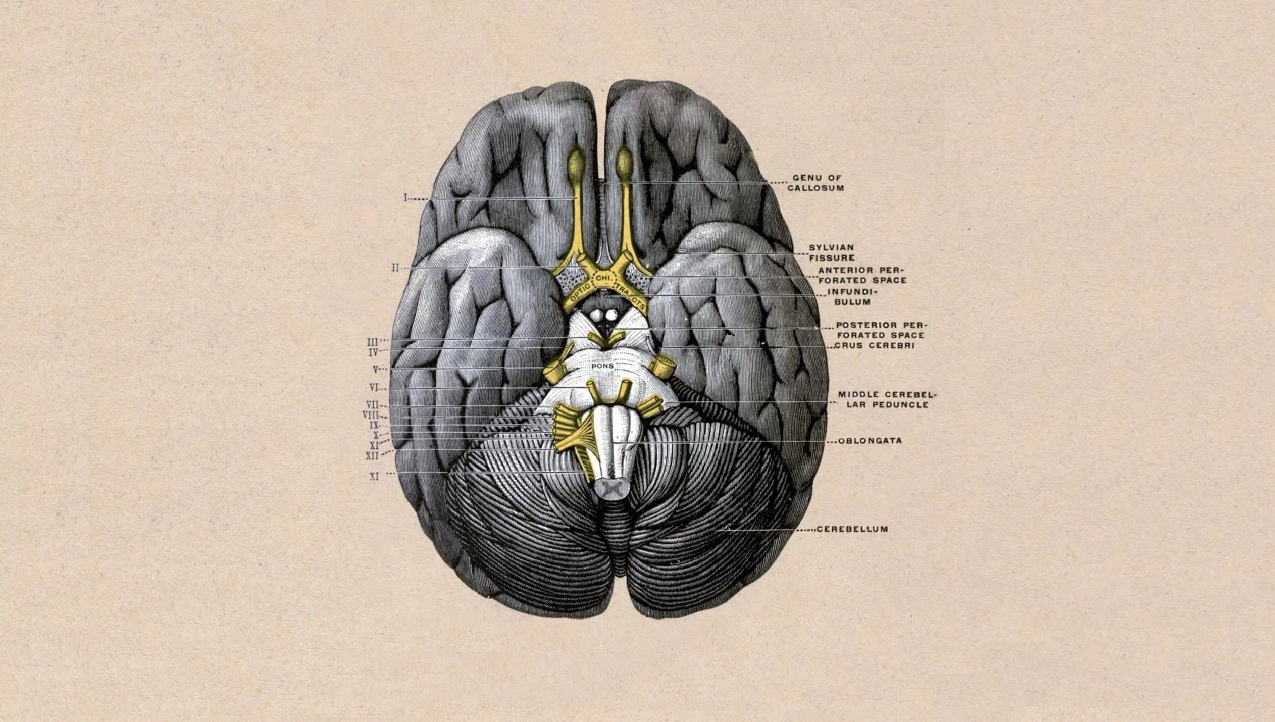 Brain Anatomy, Brain Poster, Brain Anatomy Poster, Human Brain, Brain ...