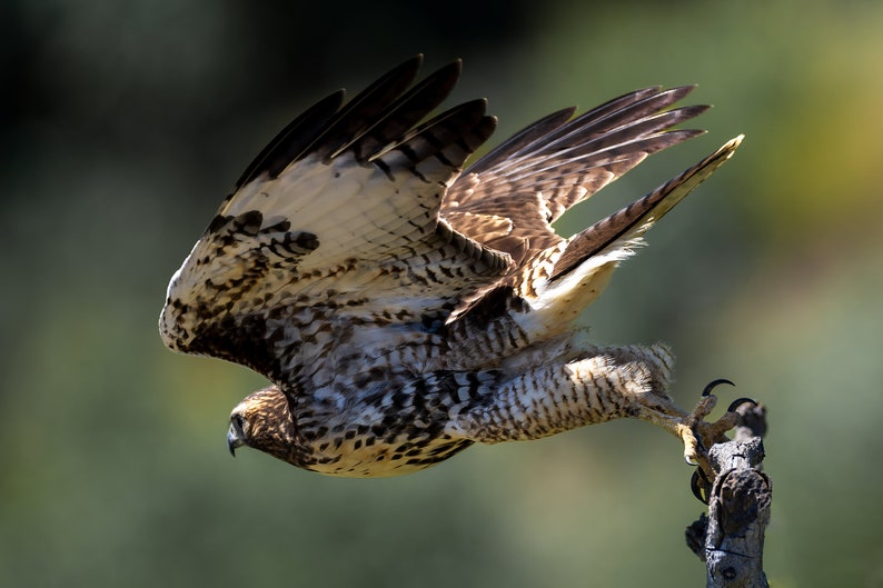 Red Tail Hawk Closeup - Etsy