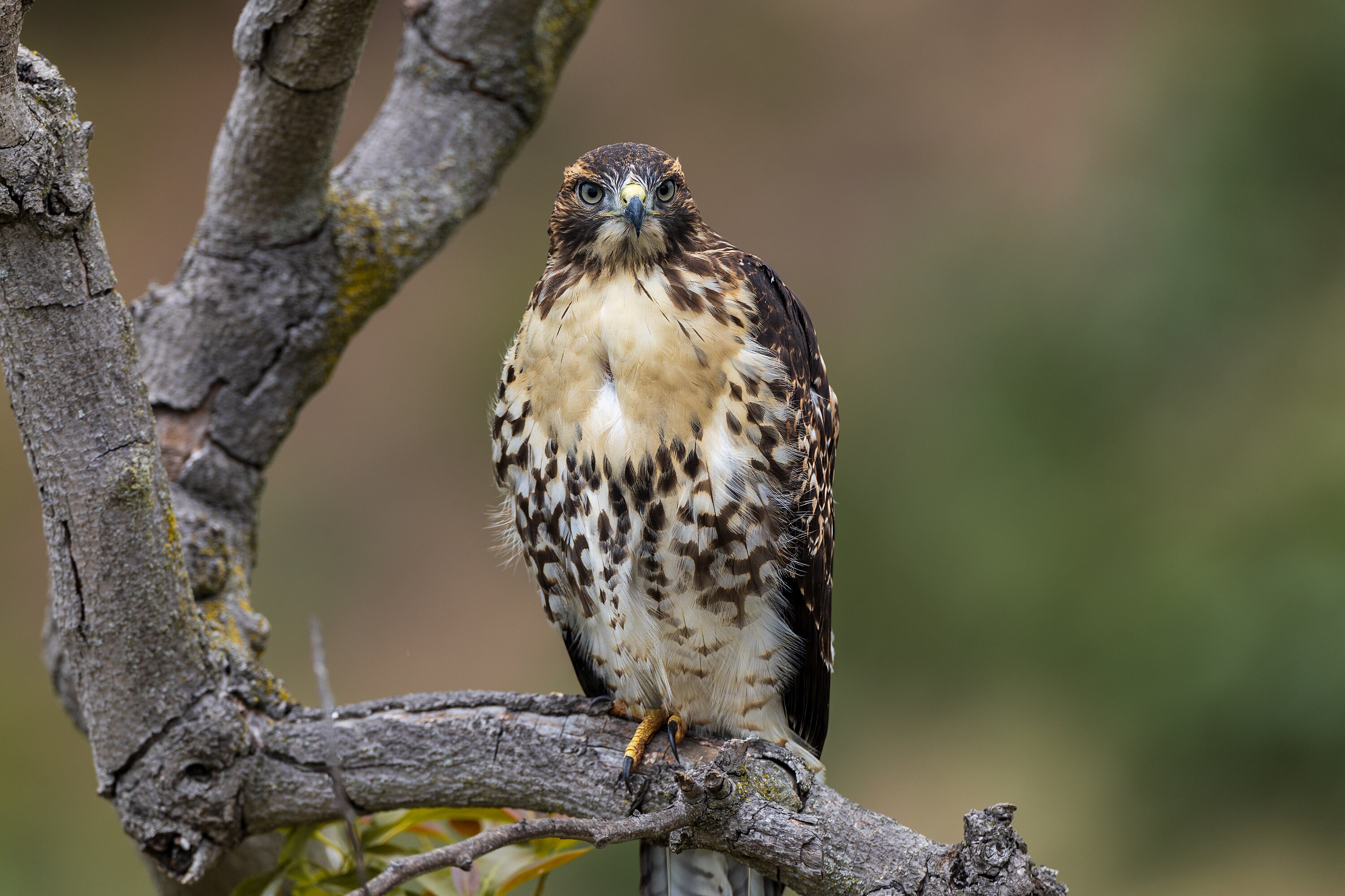 Red Tail Hawk Closeup - Etsy