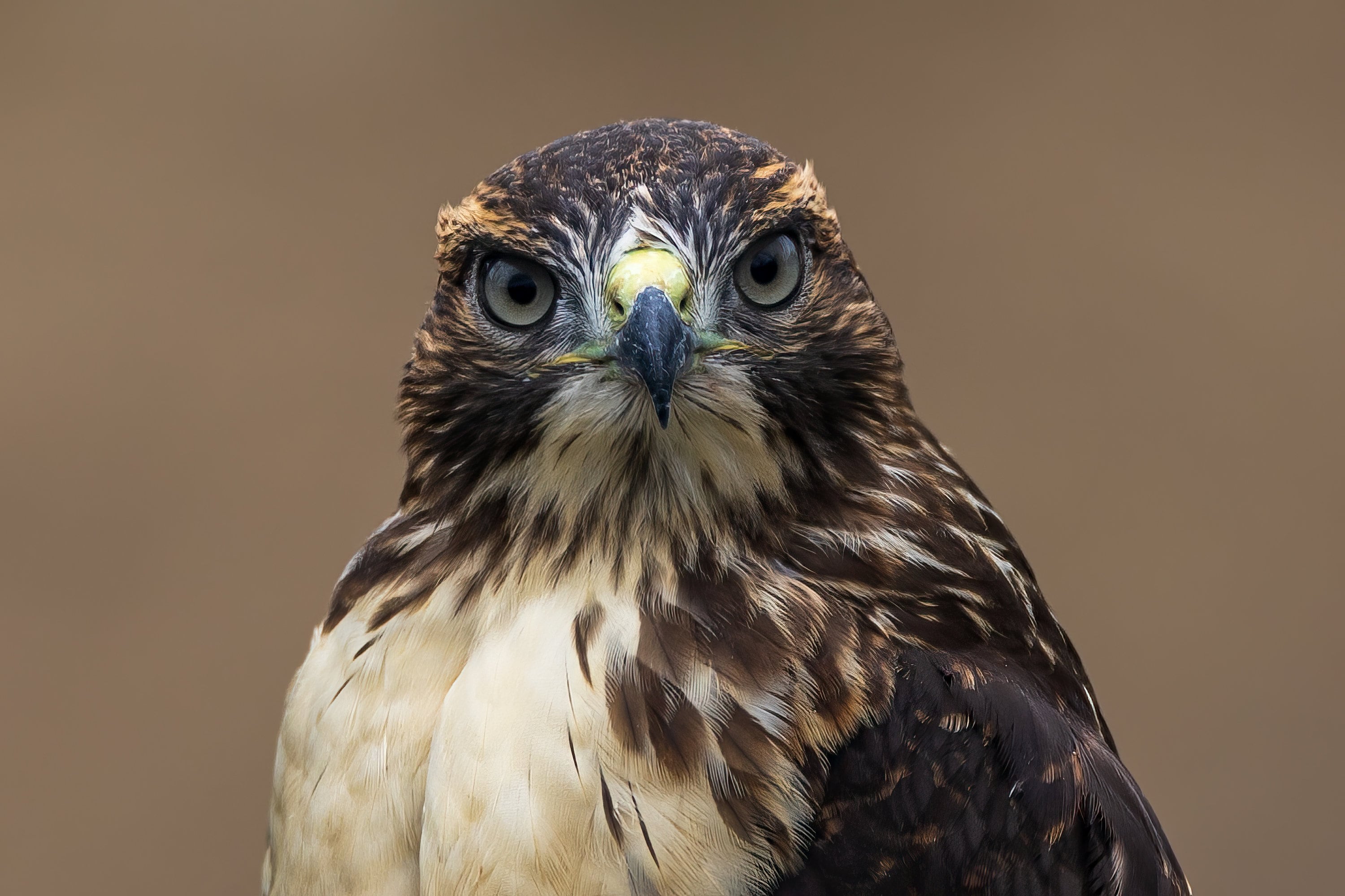 Red Tail Hawk Closeup - Etsy
