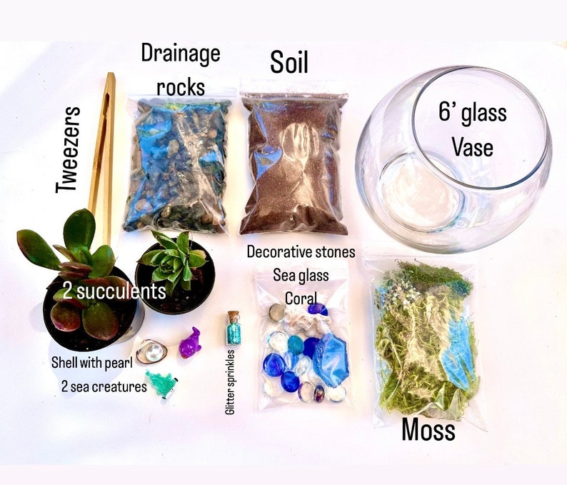 Under the Sea Terrarium Kit: DIY Succulent Garden, Craft for Kids - Etsy