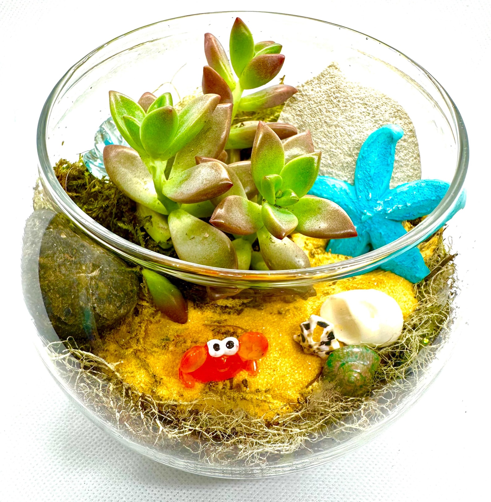 DIY Under the Sea Terrarium Kit: Succulent Planted Craft - Etsy
