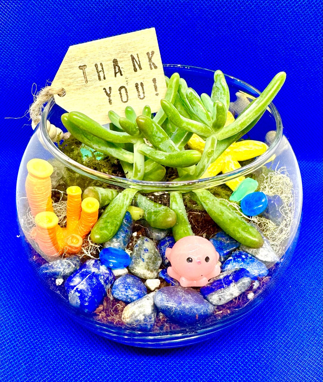 Under the Sea Terrarium Kit: DIY Succulent Planter, Kids Craft - Etsy