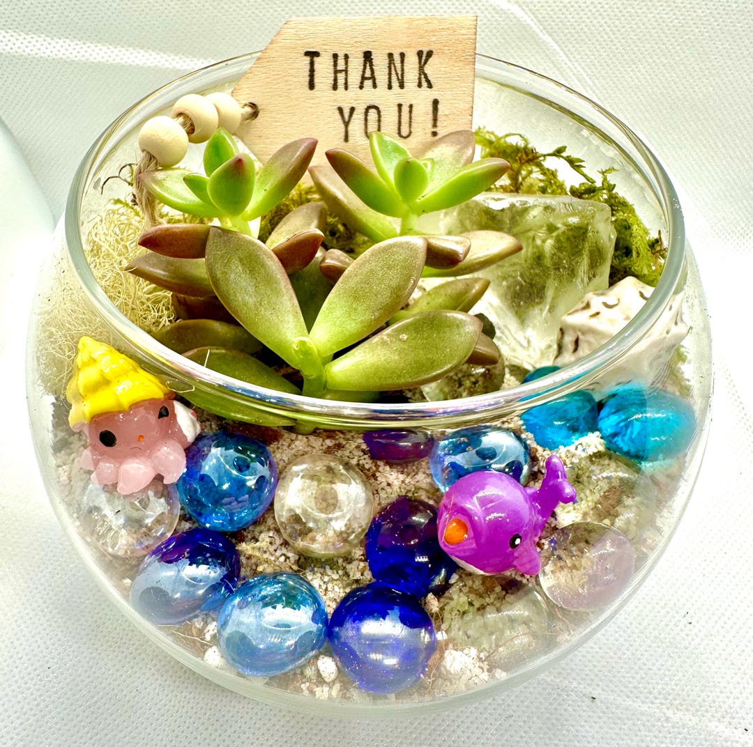 Under the Sea Terrarium Kit: DIY Succulent Planter, Craft Gift - Etsy