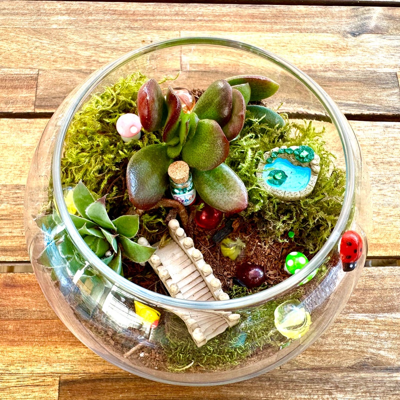 Terrarium Kit - Etsy