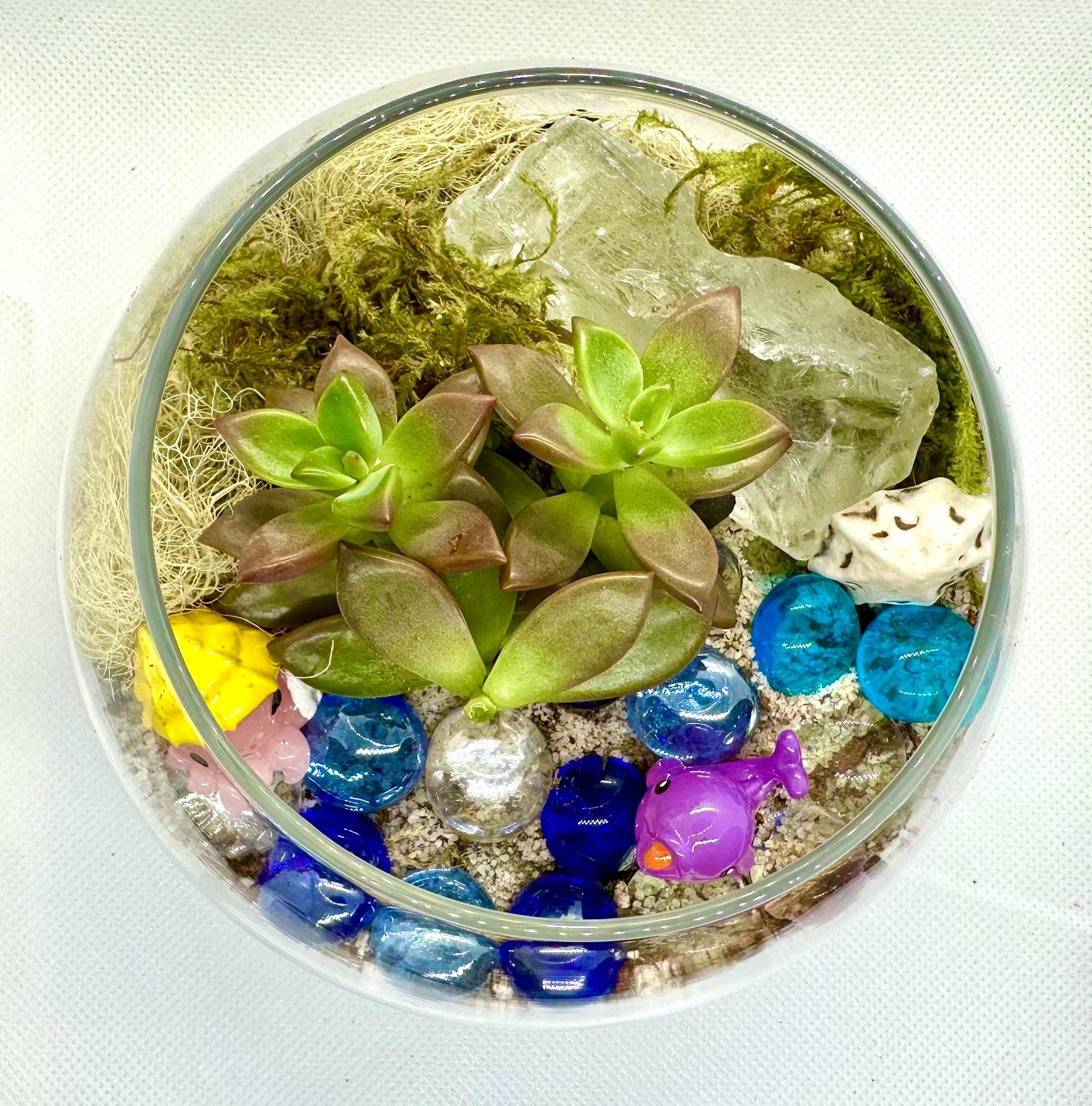 Under the Sea Terrarium Kit: DIY Succulent Planter, Craft Gift - Etsy