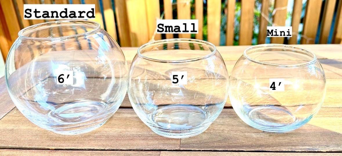 DIY Under the Sea Terrarium Kit: Succulent Planted Craft - Etsy