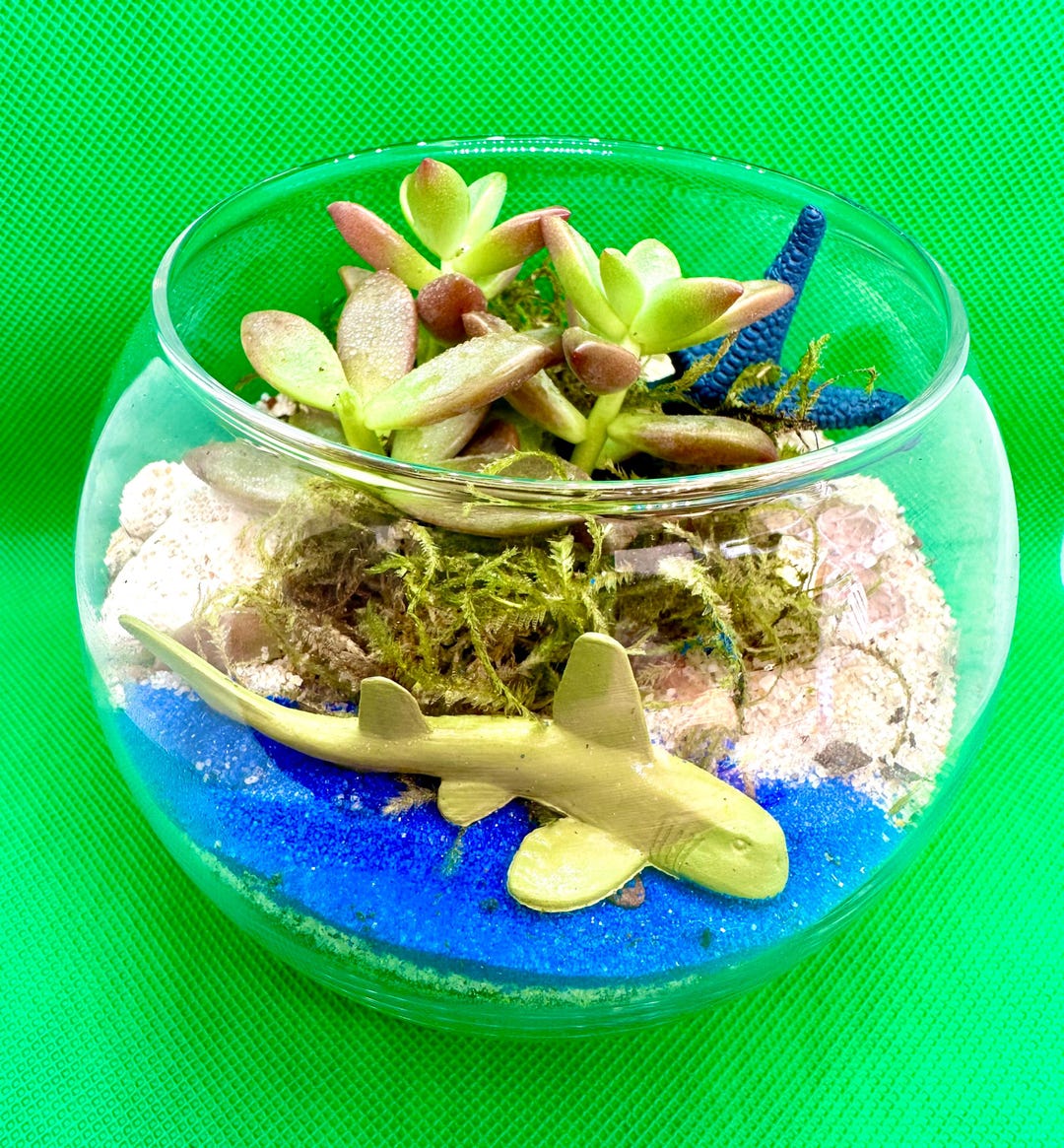 Under the Sea Terrarium Kit: DIY Succulent Planter, Kids Craft - Etsy