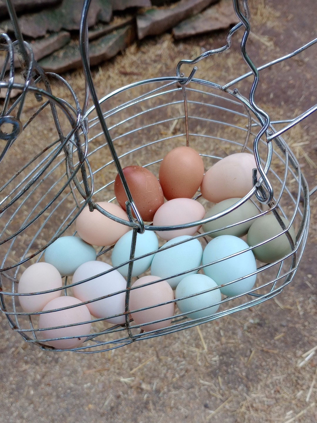 6 Chicken Eggs, Fertilized, Rainbow Eggs, Barnyard Mix, Easter Egger, Maran Eggs, Blue Eggs ...