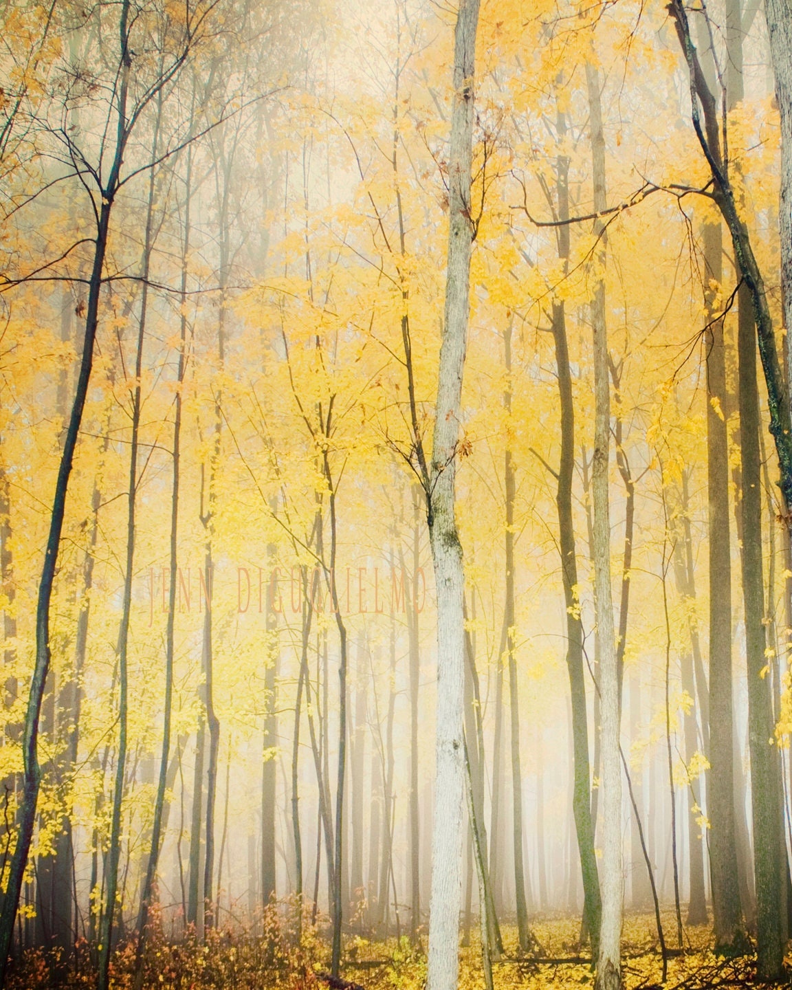 Autumn Landscape Photography Art Print - Yellow Fall Foliage Rustic ...