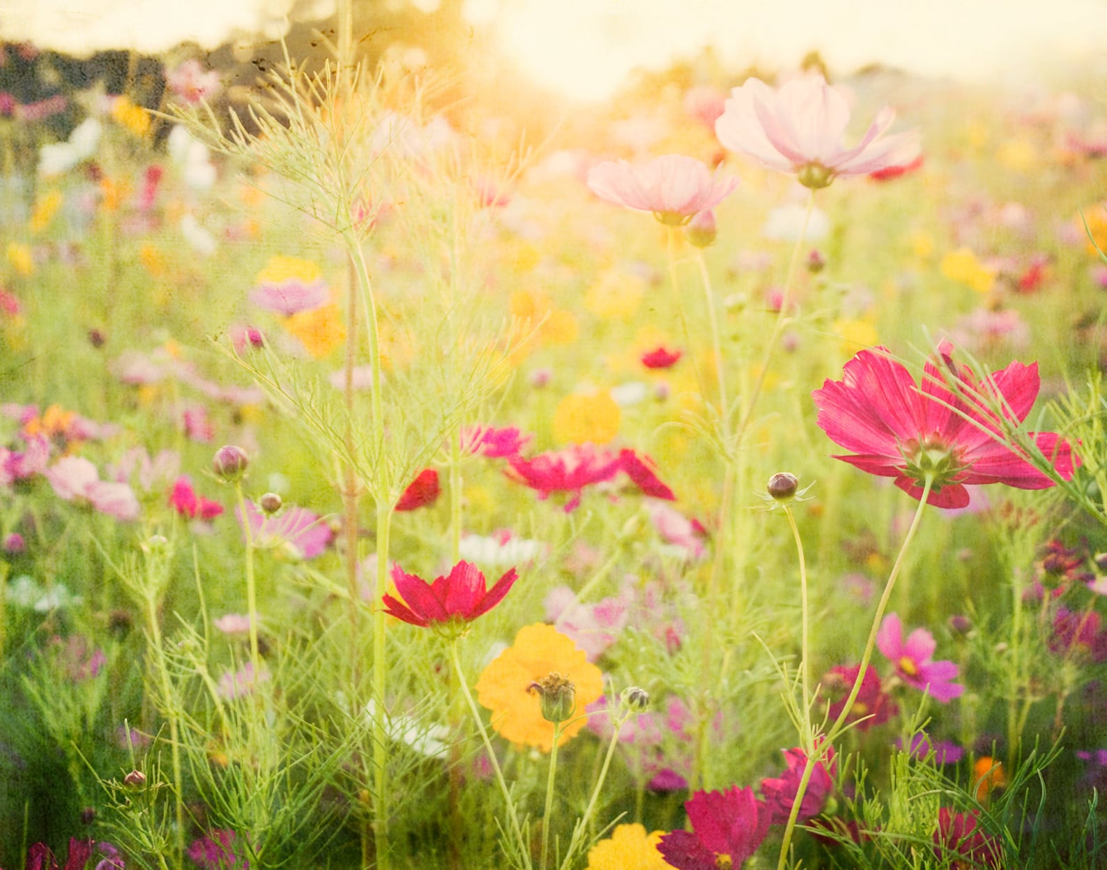 Nature Photography, Fine Art Flower Garden Photography - Pink Yellow ...