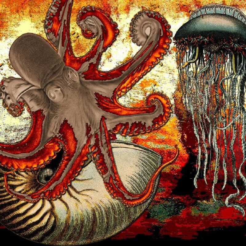 Nautilus Fabric - Etsy