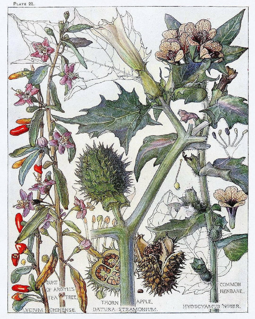 167. Henbane Thorn Apple Purple Yellow Green Cotton Fabric - Etsy