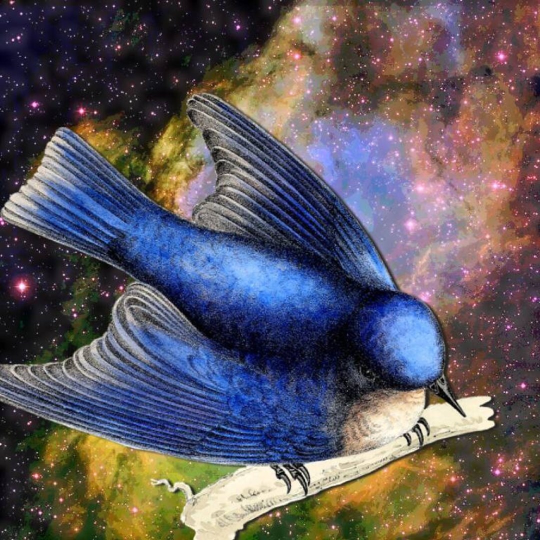55a. Magical Realism Bluebird Stardust 8 X 8 Inch Organic COTTON Sateen ...