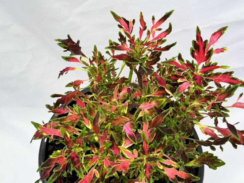 Coleus Mini Me Watermelon - Etsy