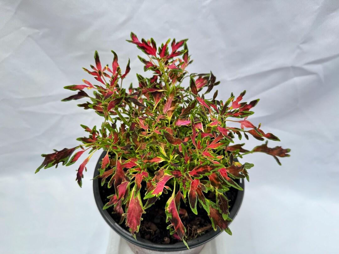 Coleus Mini Me Watermelon - Etsy