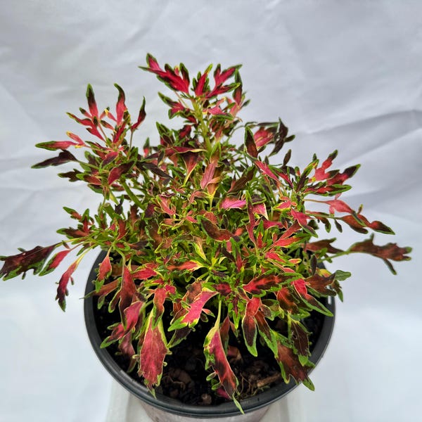 Watermelon Coleus - Etsy