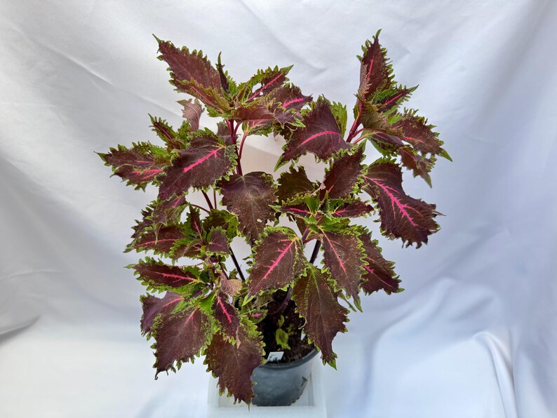 Coleus Burgundy Splash - Etsy