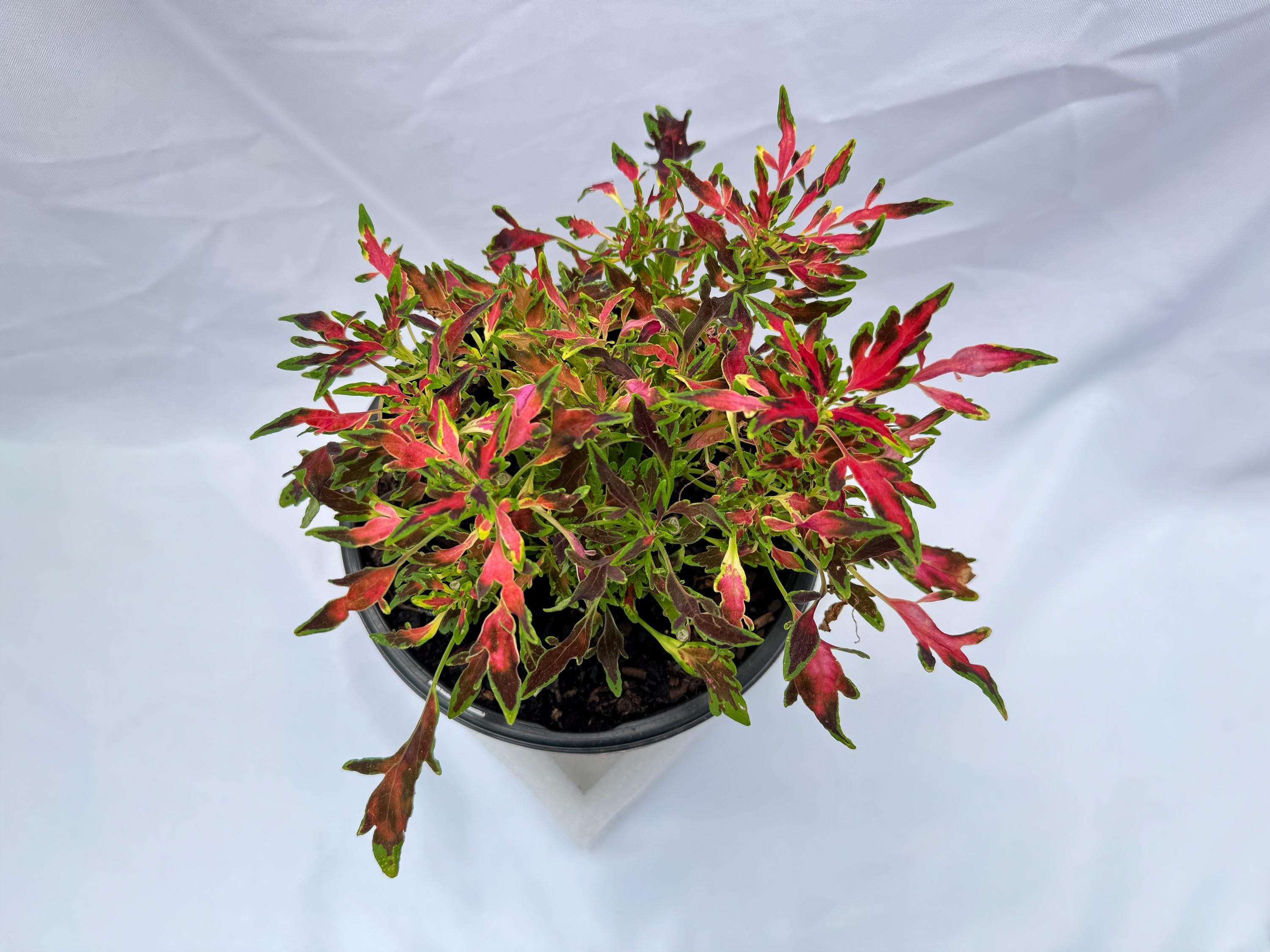 Coleus Mini Me Watermelon - Etsy