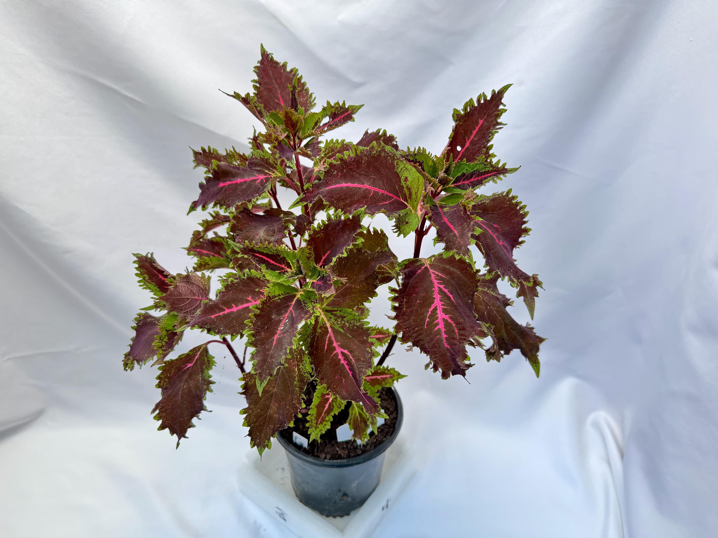 Coleus Burgundy Splash - Etsy