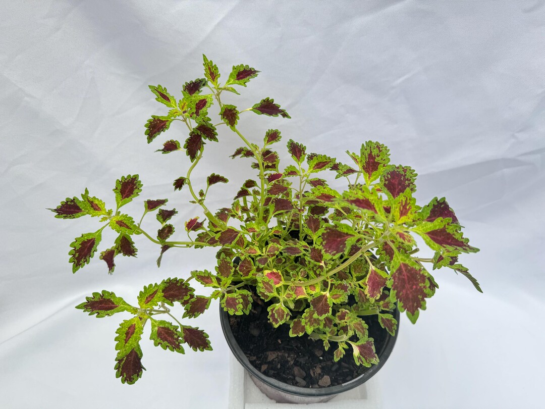 Coleus Cherry Drop - Etsy