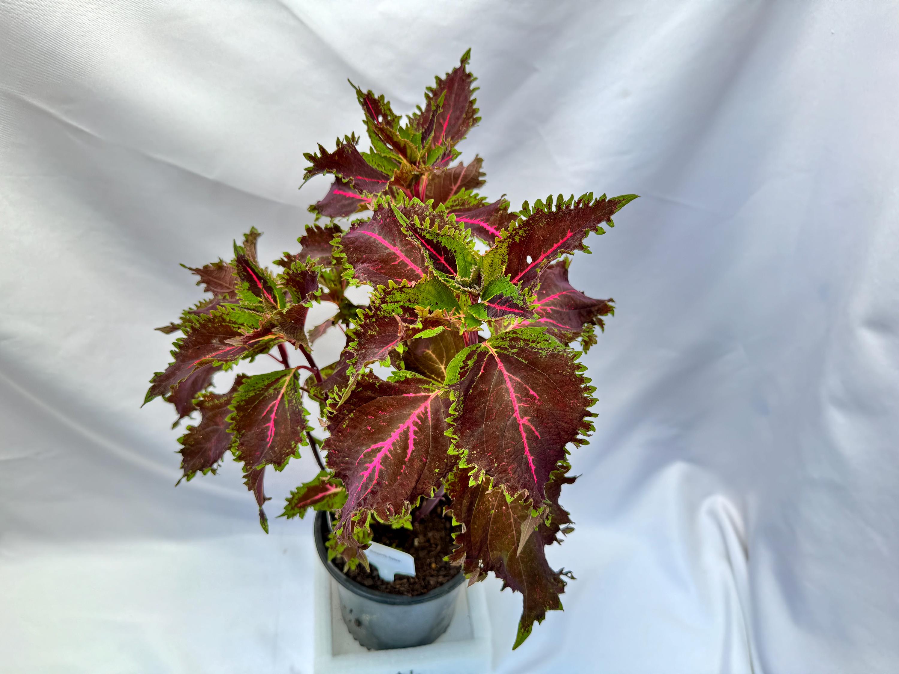 Coleus Burgundy Splash - Etsy