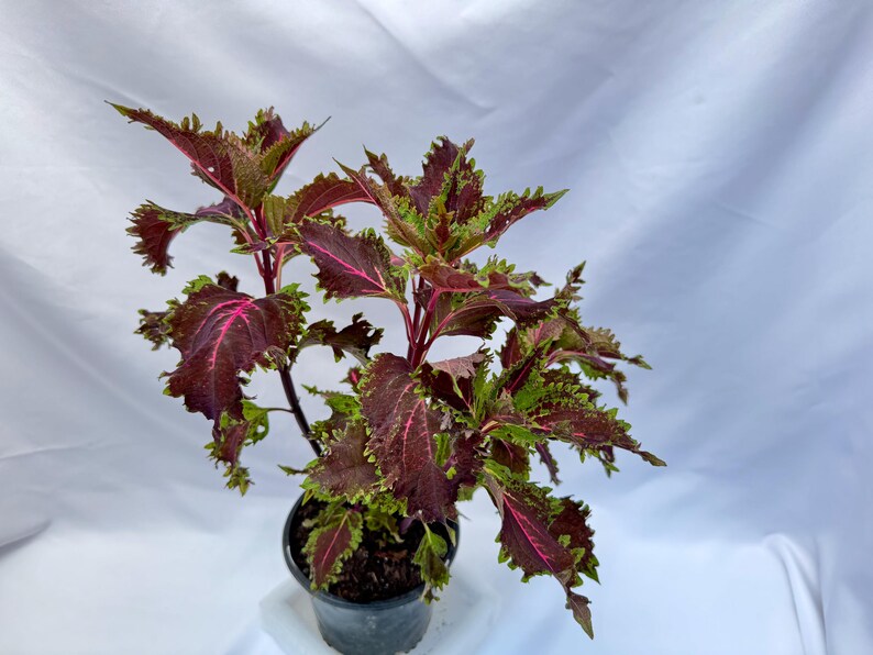 Coleus Burgundy Splash - Etsy
