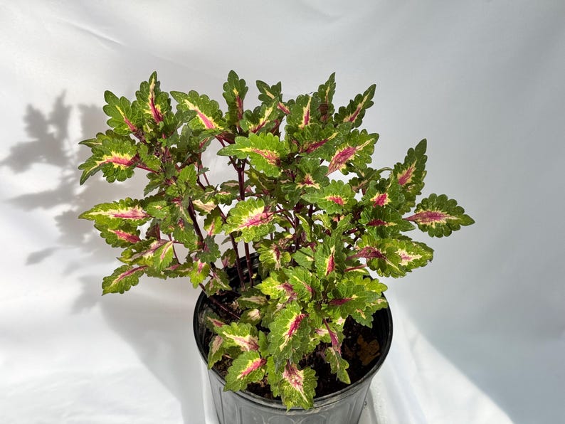 Coleus Elfers - Etsy
