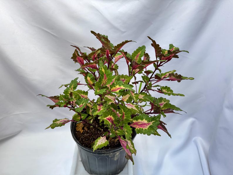 Coleus Elfers - Etsy