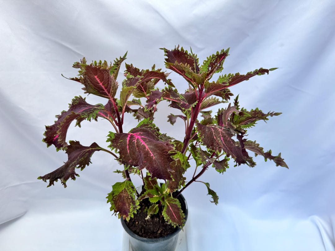 Coleus Burgundy Splash - Etsy