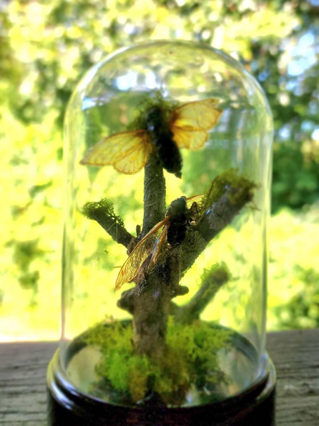 Preserved Cicadas - Etsy