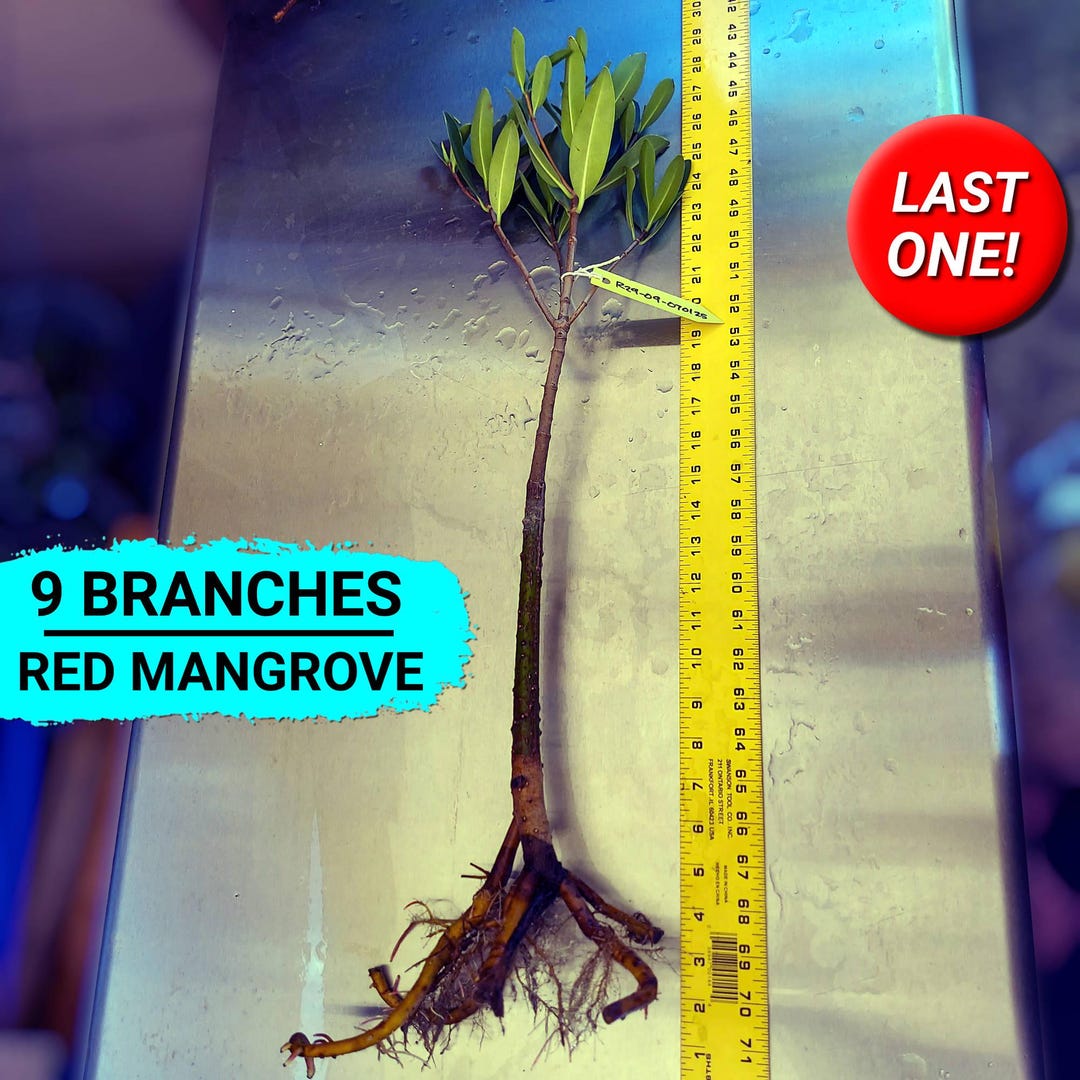29" Red Mangrove Tree Plant, Aquarium Plants Live Mangrove Trees, X ...