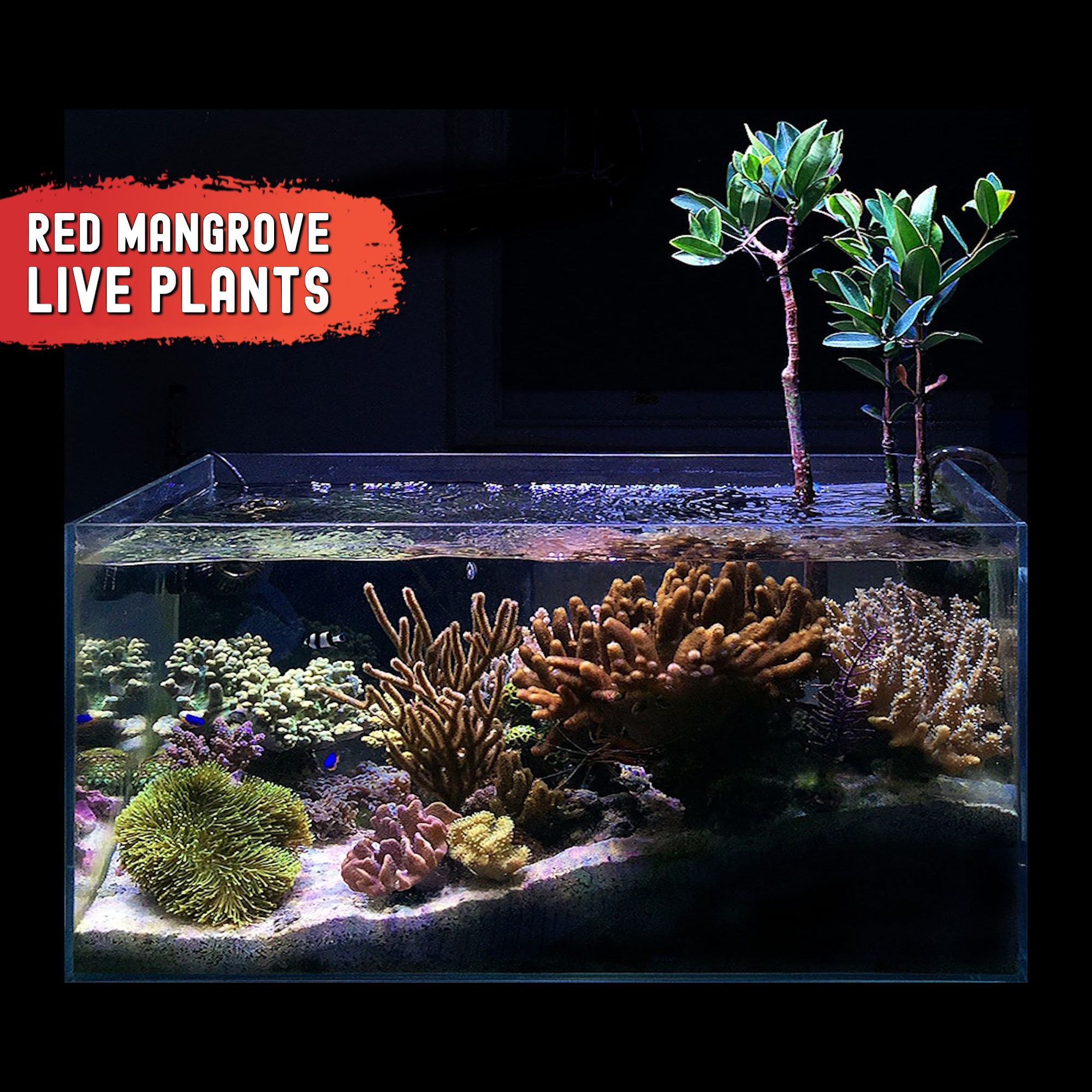 Aquarium Plants 5 Live Mangrove Trees, Red Mangrove Propagule Plants ...