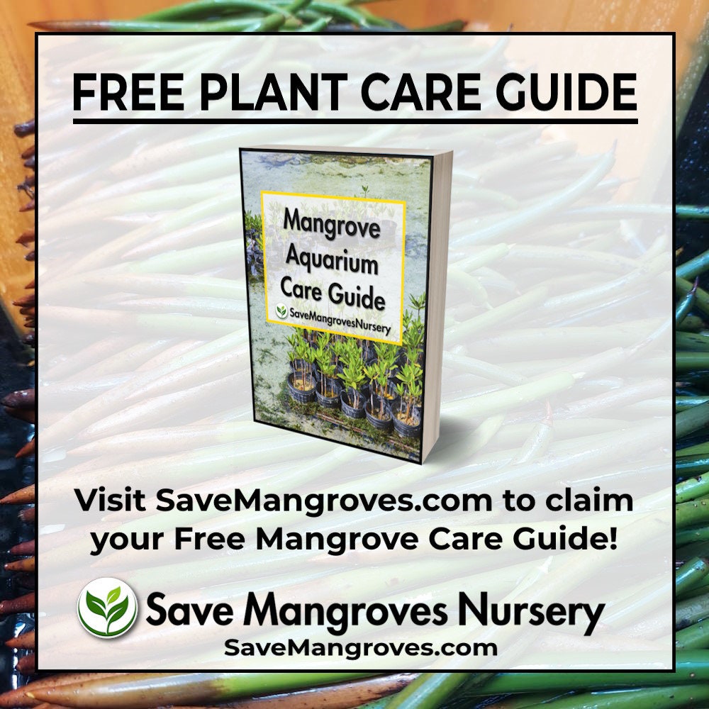 7 LIVE Red Mangrove Propagule Plants, Aquarium Plants Mangrove Trees ...