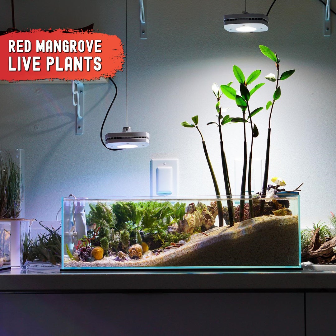 Aquarium Plants 5 Live Mangrove Trees, Red Mangrove Propagule Plants ...