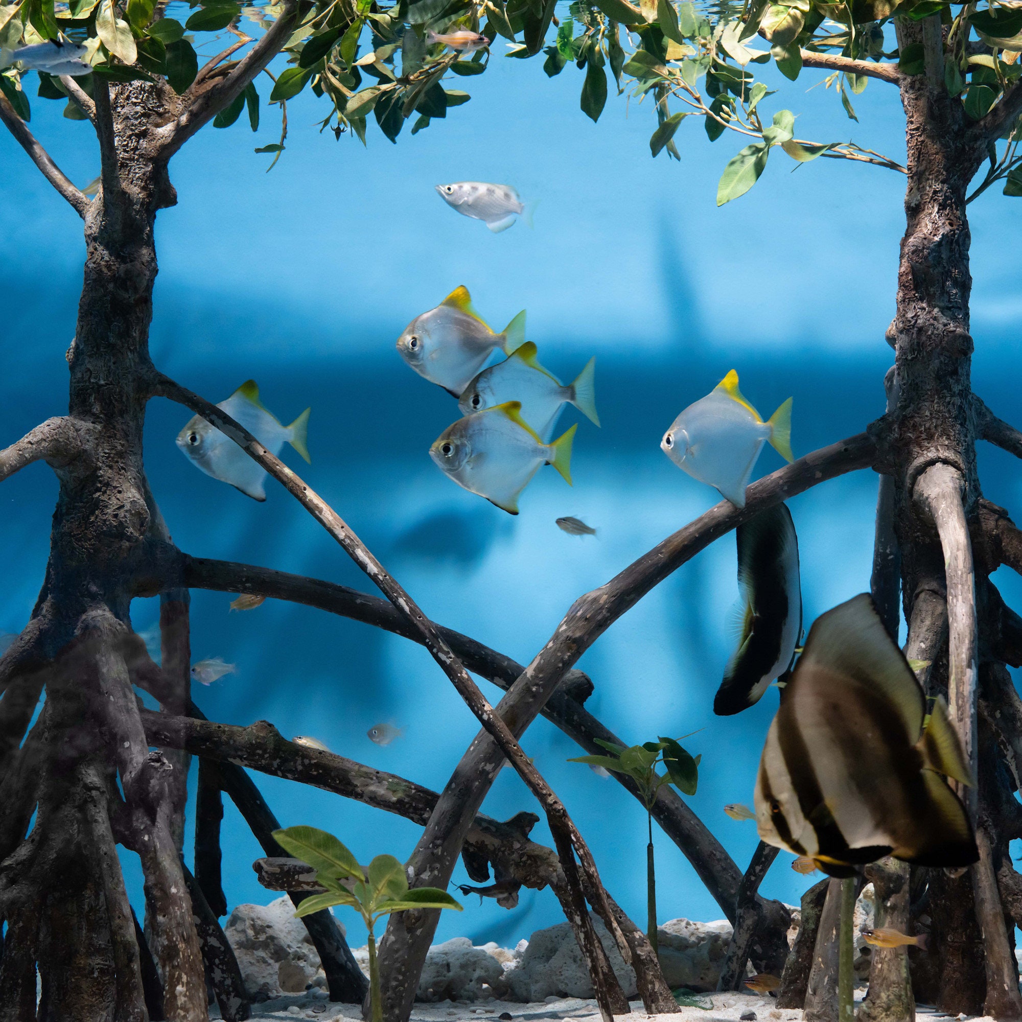 Aquarium Plants Mangrove Tree Live, Red Orange Mangrove Propagule ...