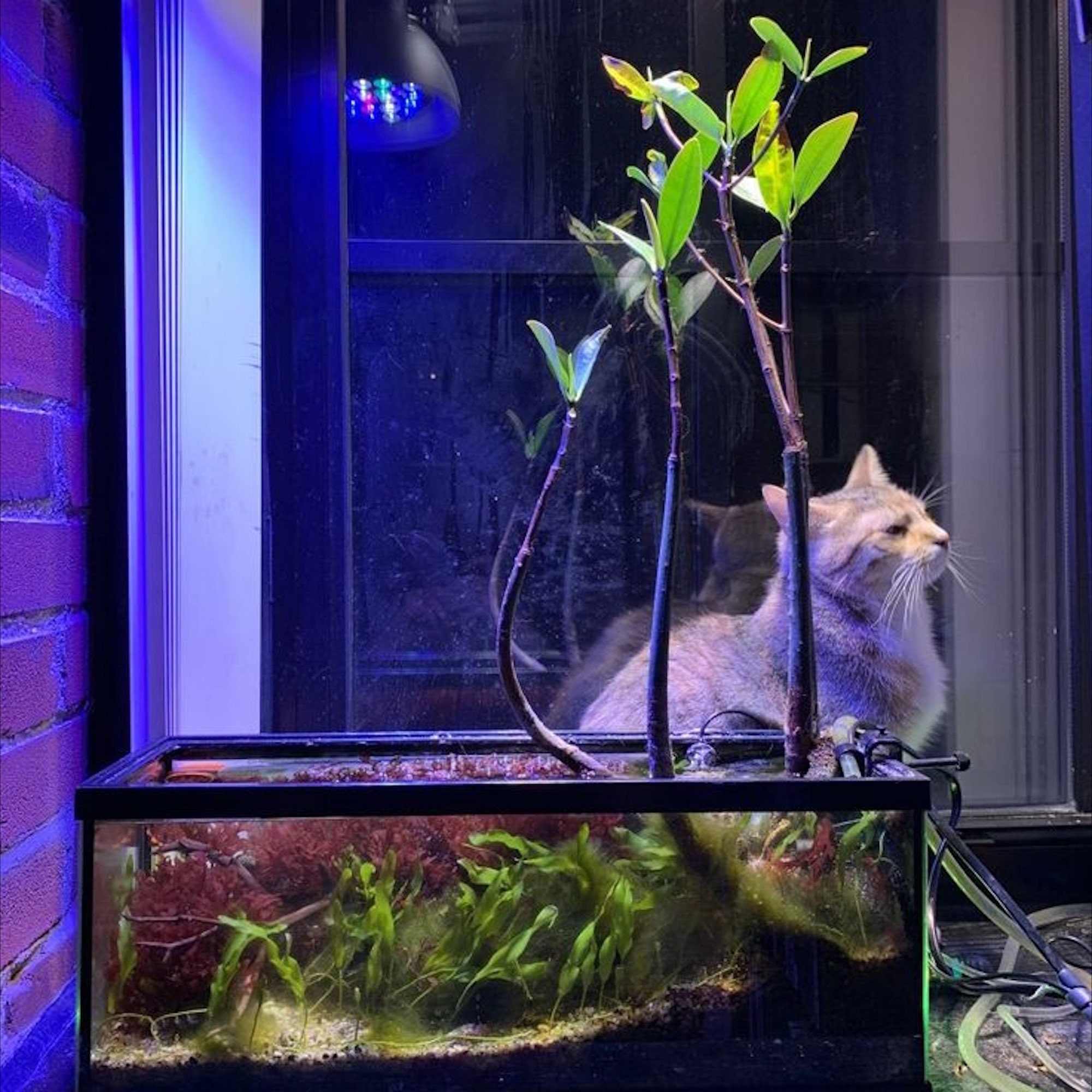 Live Red Mangrove Plants, 10 Aquarium Plants Bundle Mangrove Propagule ...