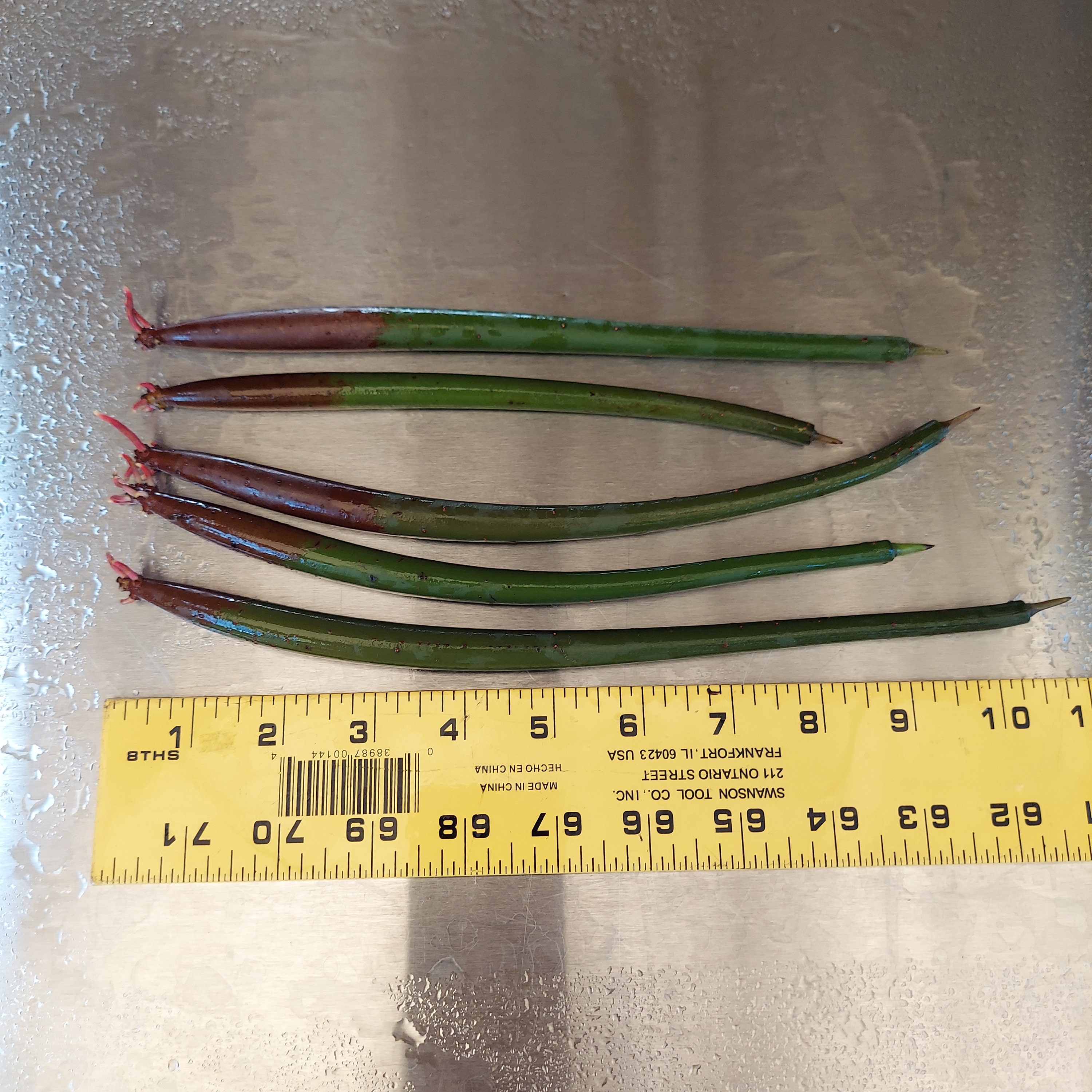 Aquarium Plants 5 Live Mangrove Trees, Red Mangrove Propagule Plants ...