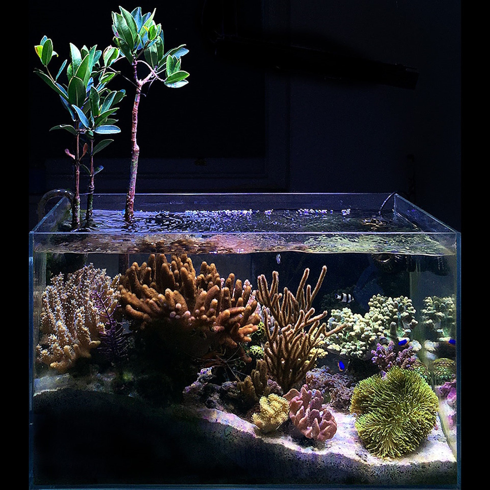 7 LIVE Red Mangrove Propagule Plants, Aquarium Plants Mangrove Trees ...