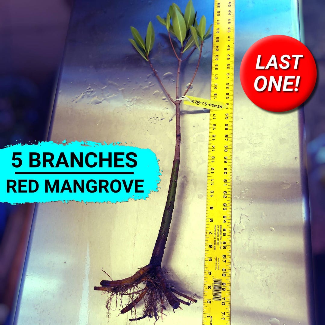 28" Red Mangrove Tree Plant, Aquarium Plants Live Mangrove Trees, X ...