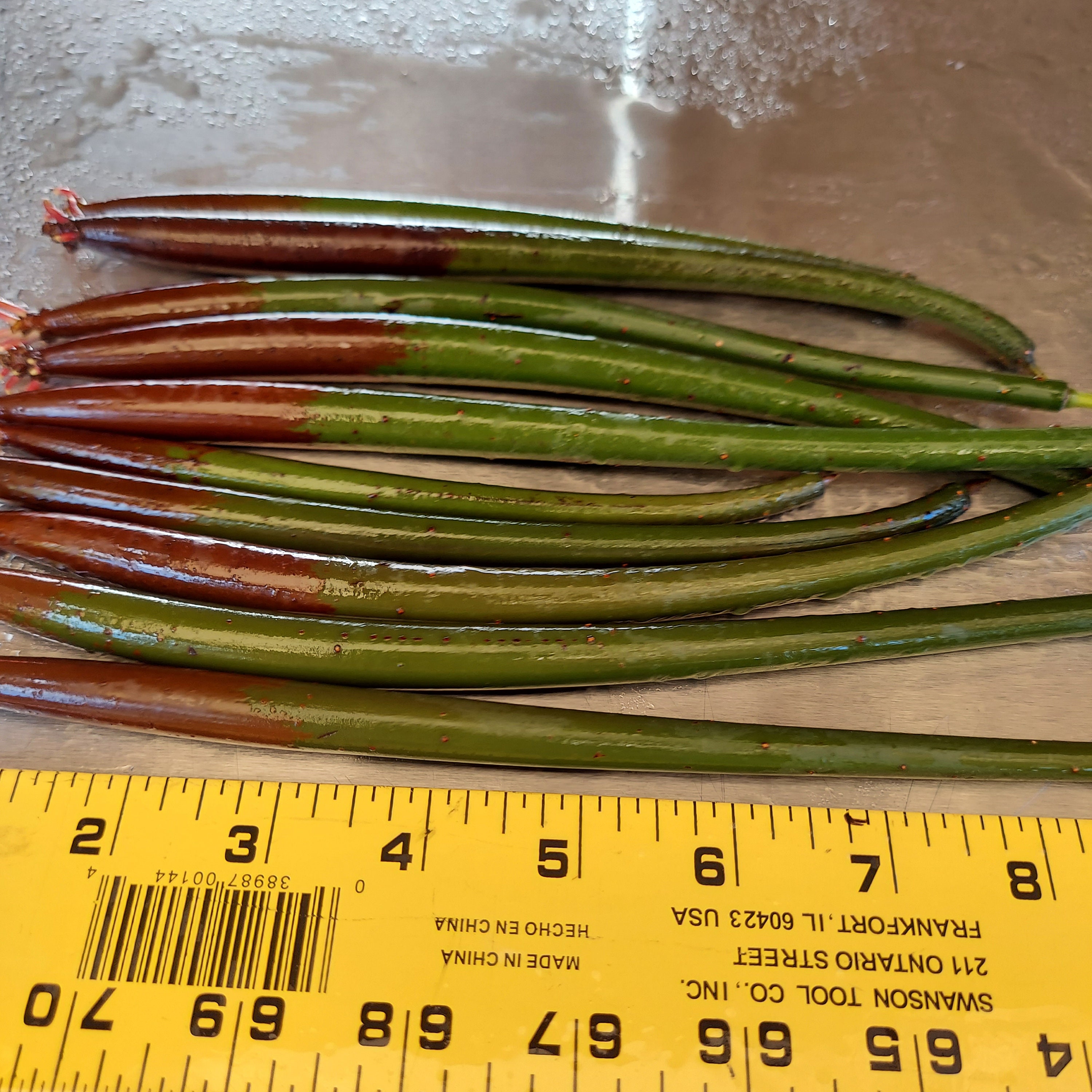 Live Red Mangrove Plants, 10 Aquarium Plants Bundle Mangrove Propagule ...