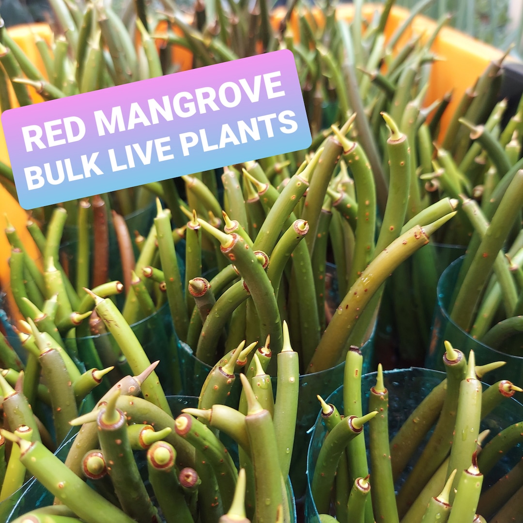 Live Mangrove Trees Bundle, 6 Aquarium Plants, Red Mangrove Propagule ...