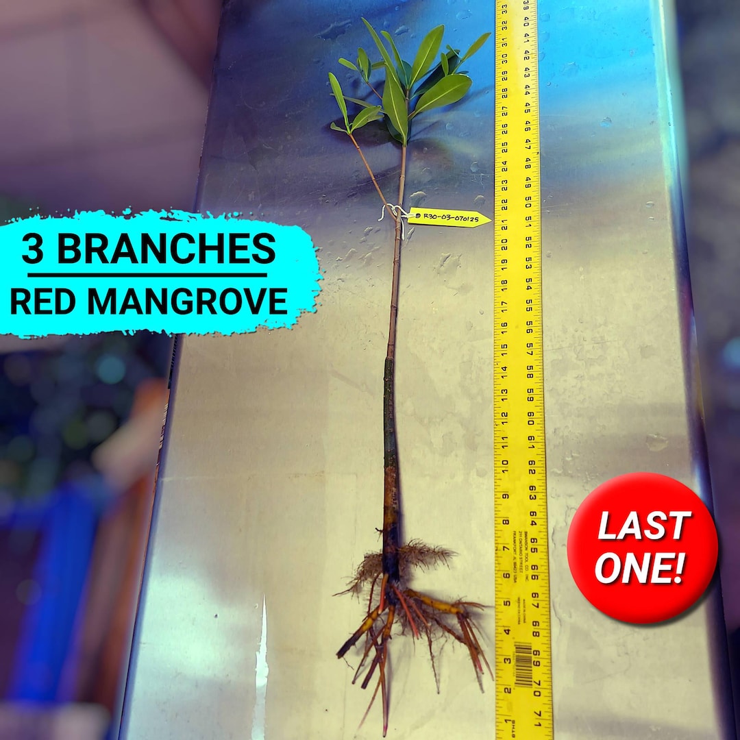 30" Red Mangrove Tree Plant, Aquarium Plants Live Mangrove Trees, X ...