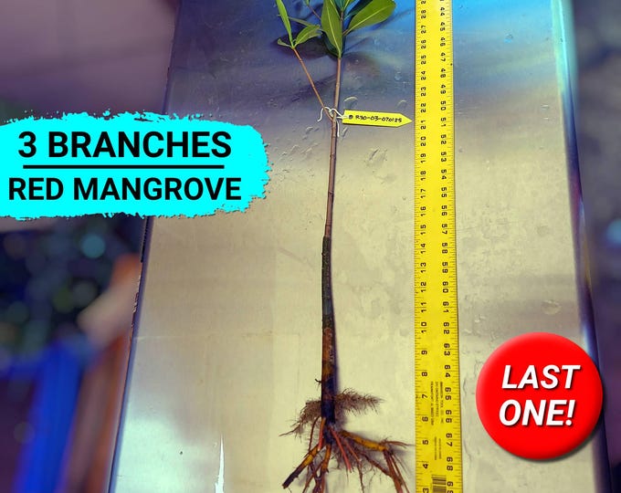 30" Red Mangrove Tree Plant, Aquarium Plants Live Mangrove Trees, X ...