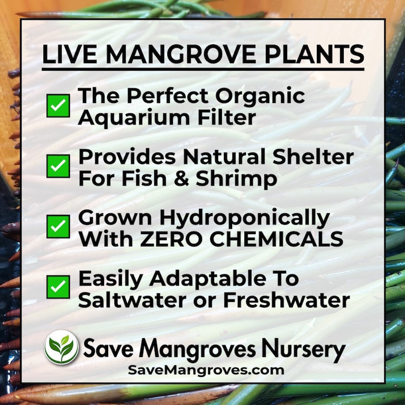 Live Mangrove Trees Bundle, 6 Aquarium Plants, Red Mangrove Propagule ...