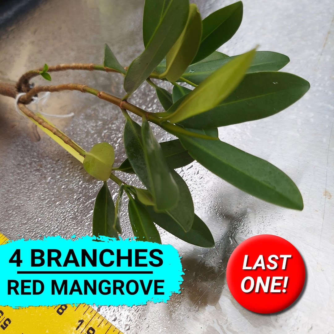 24" Red Mangrove Tree Plant, Aquarium Plants Live Mangrove Trees, X ...