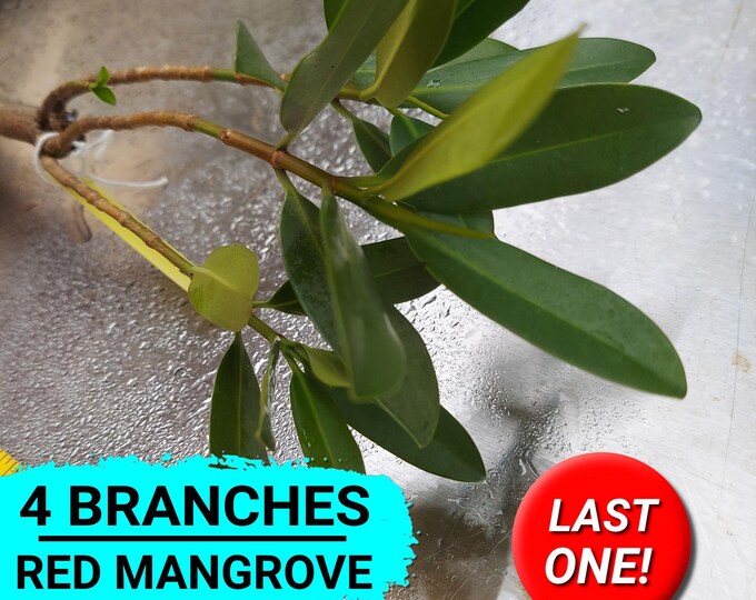 24" Red Mangrove Tree Plant, Aquarium Plants Live Mangrove Trees, X ...