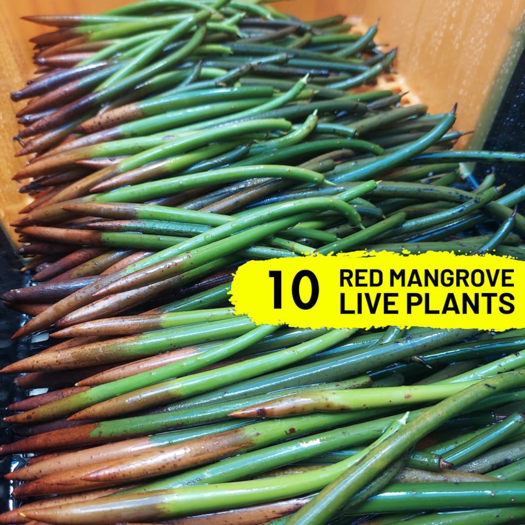 Live Red Mangrove Plants, 10 Aquarium Plants Bundle Mangrove Propagule ...
