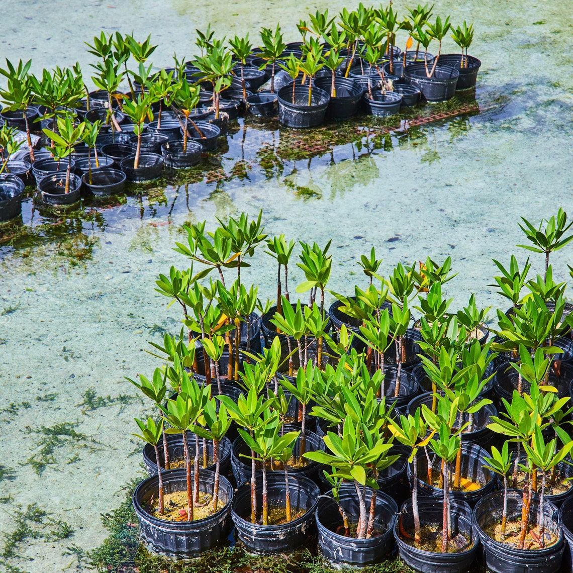 Aquarium Plants Mangrove Tree Live, Red Orange Mangrove Propagule ...